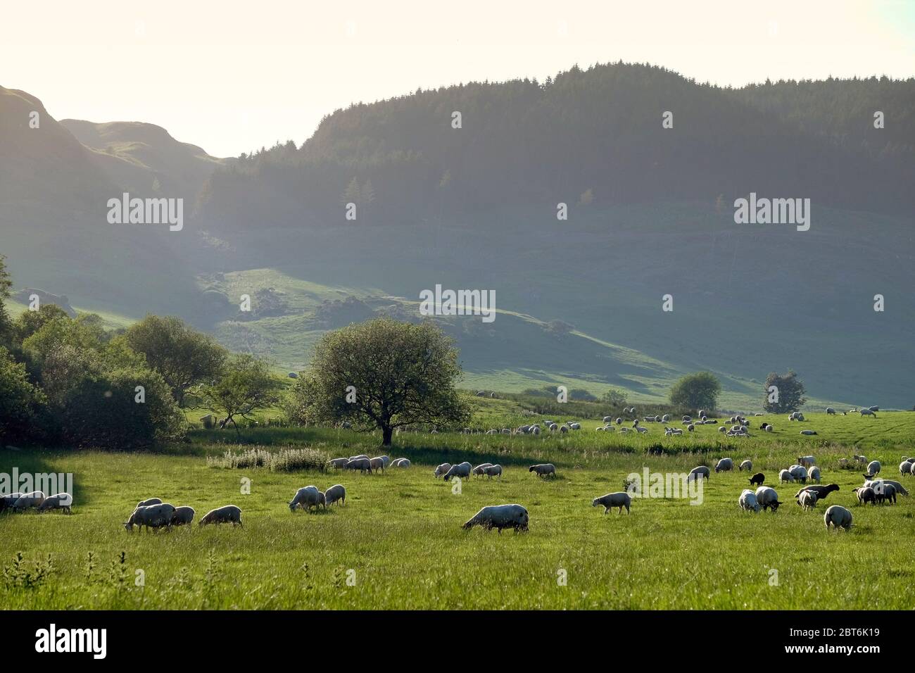 Auchencairn pasture by Bengairn Stock Photo - Alamy