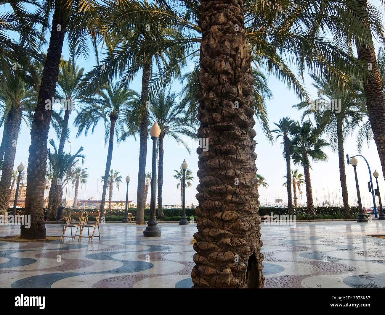 Spanish date palm tree hi-res stock photography and images - Alamy