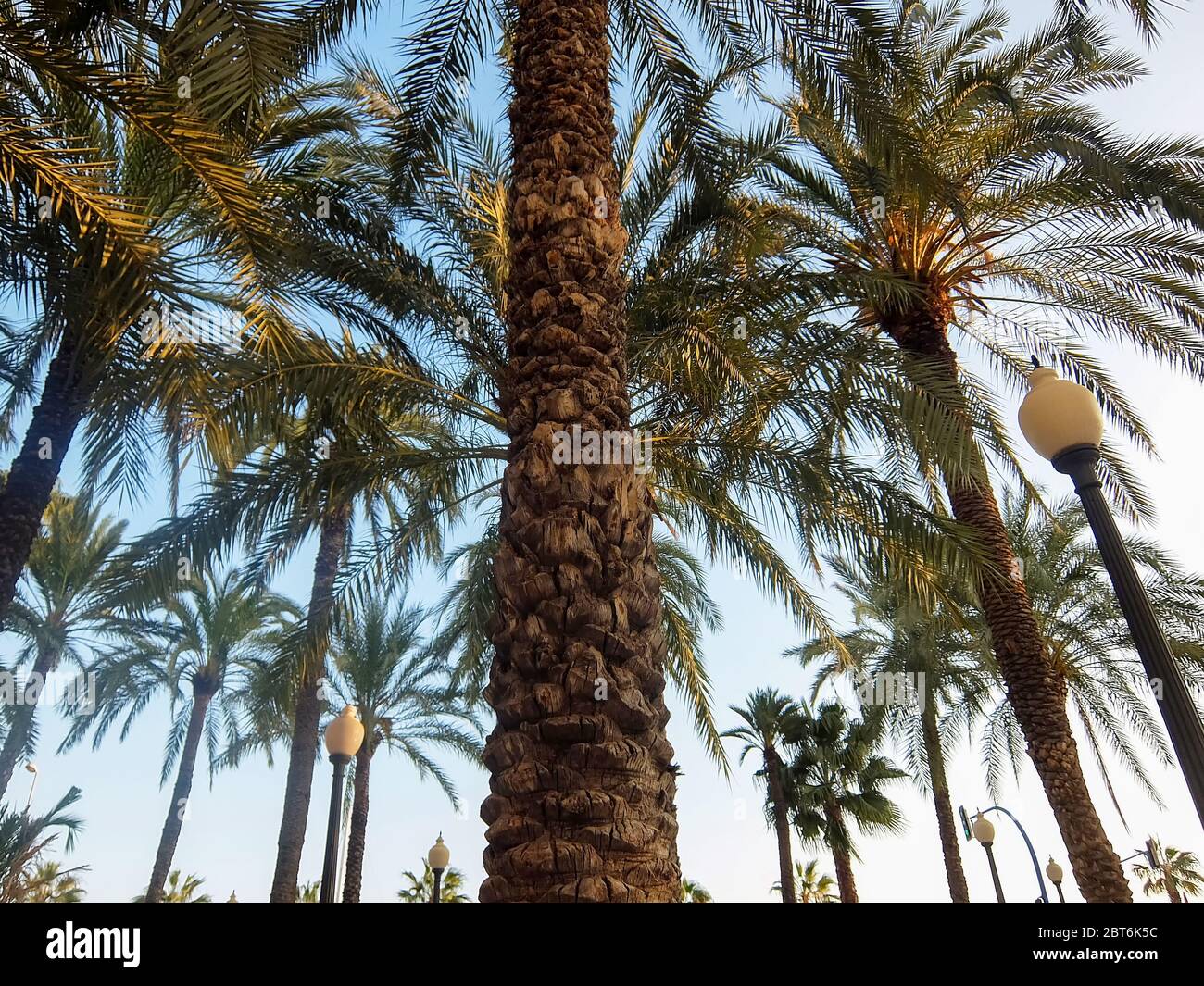 Spanish Date Palm Tree High Resolution Stock Photography and Images - Alamy
