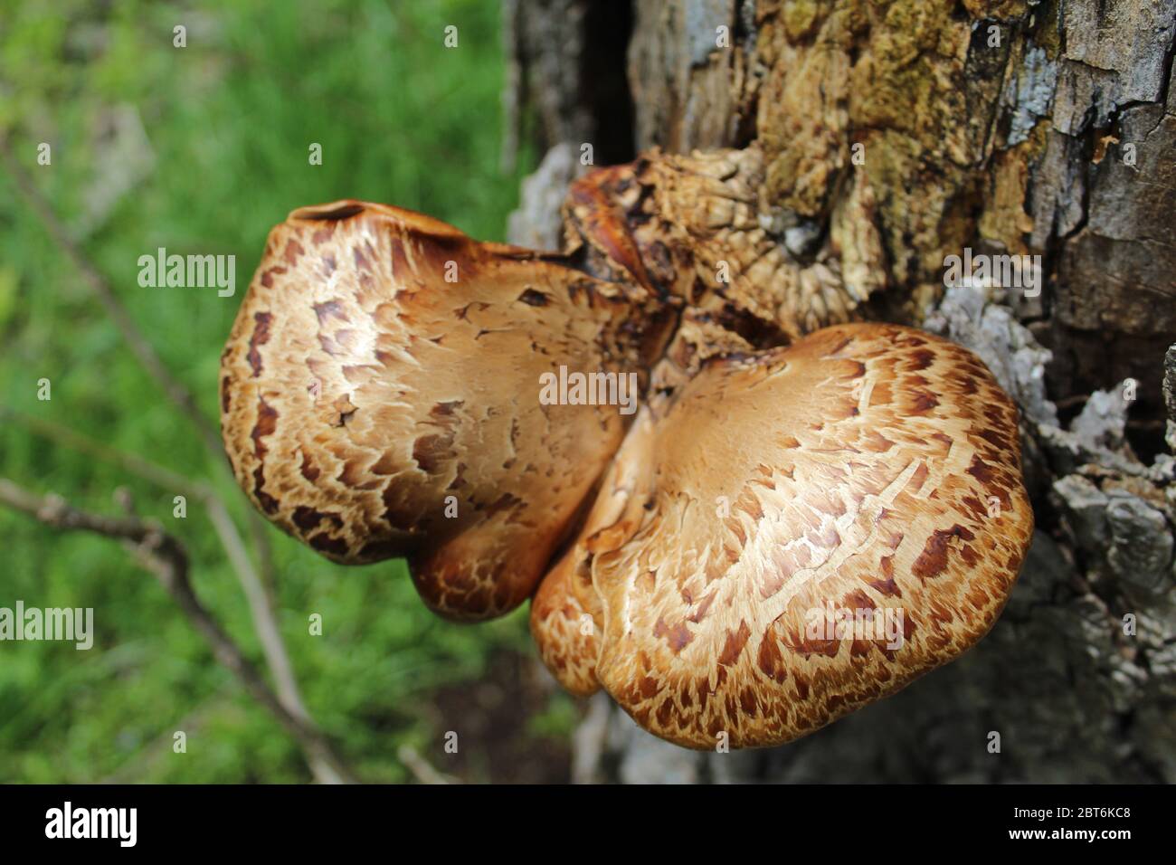 Pheasants back mushroom hi-res stock photography and images - Alamy
