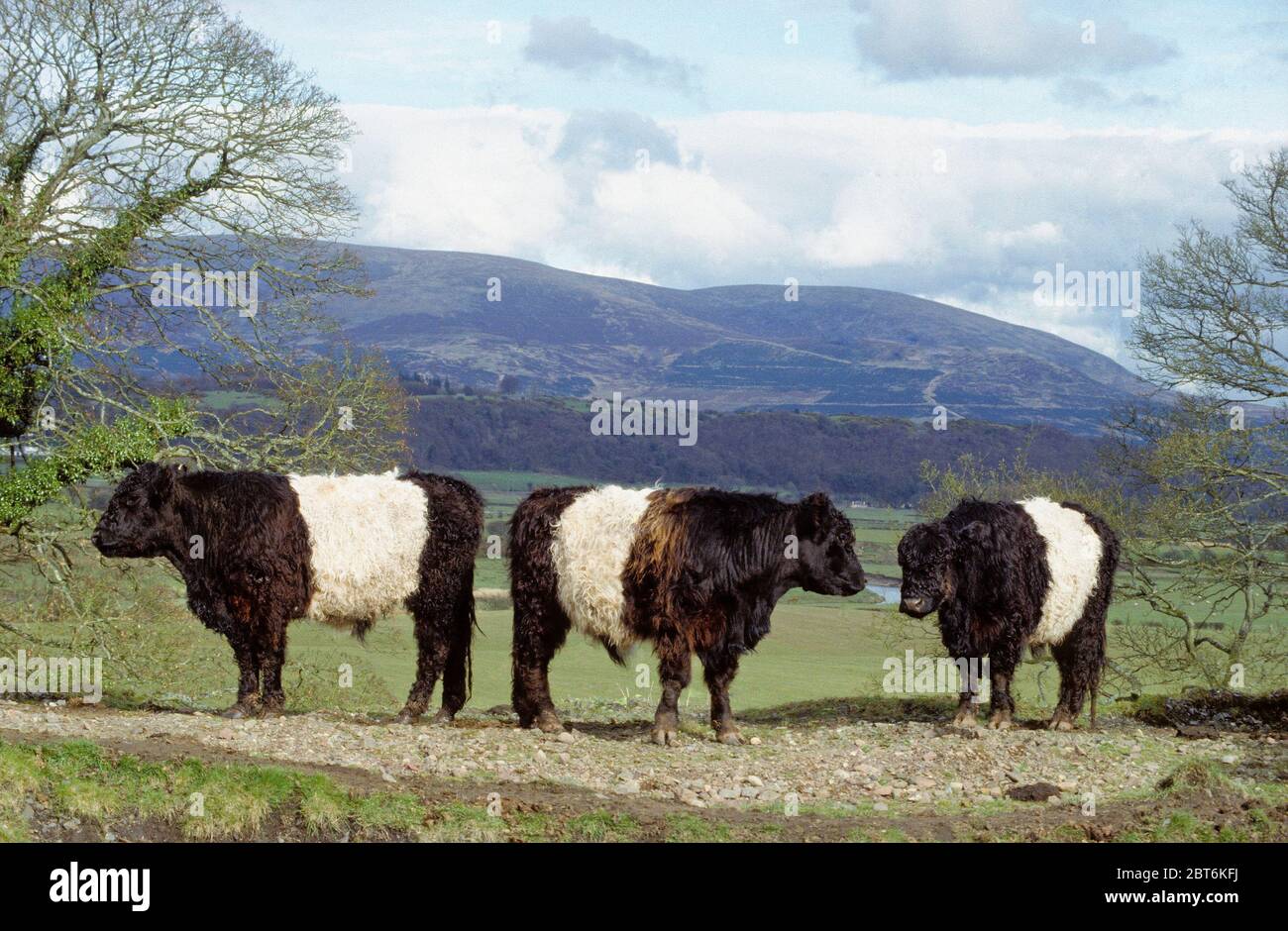 Galloway Cattle Scotland United Kingdom High Resolution Stock ...
