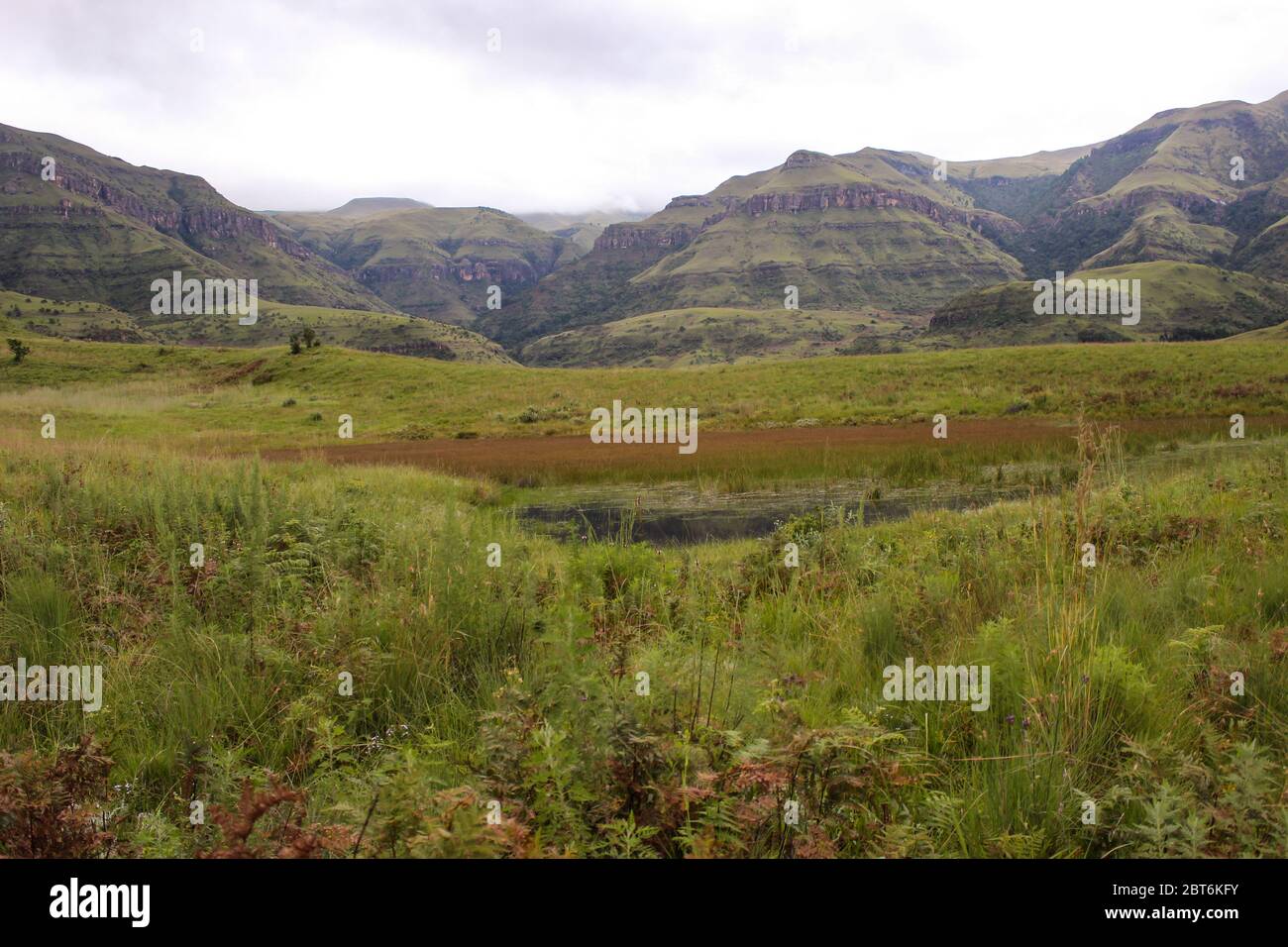 Fern covered wetland surrounded by the Drakensberg Mountains on a ...