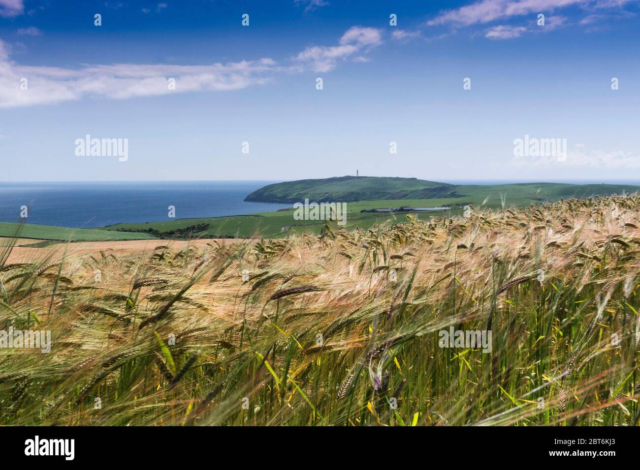Barley field scotland hi-res stock photography and images - Alamy