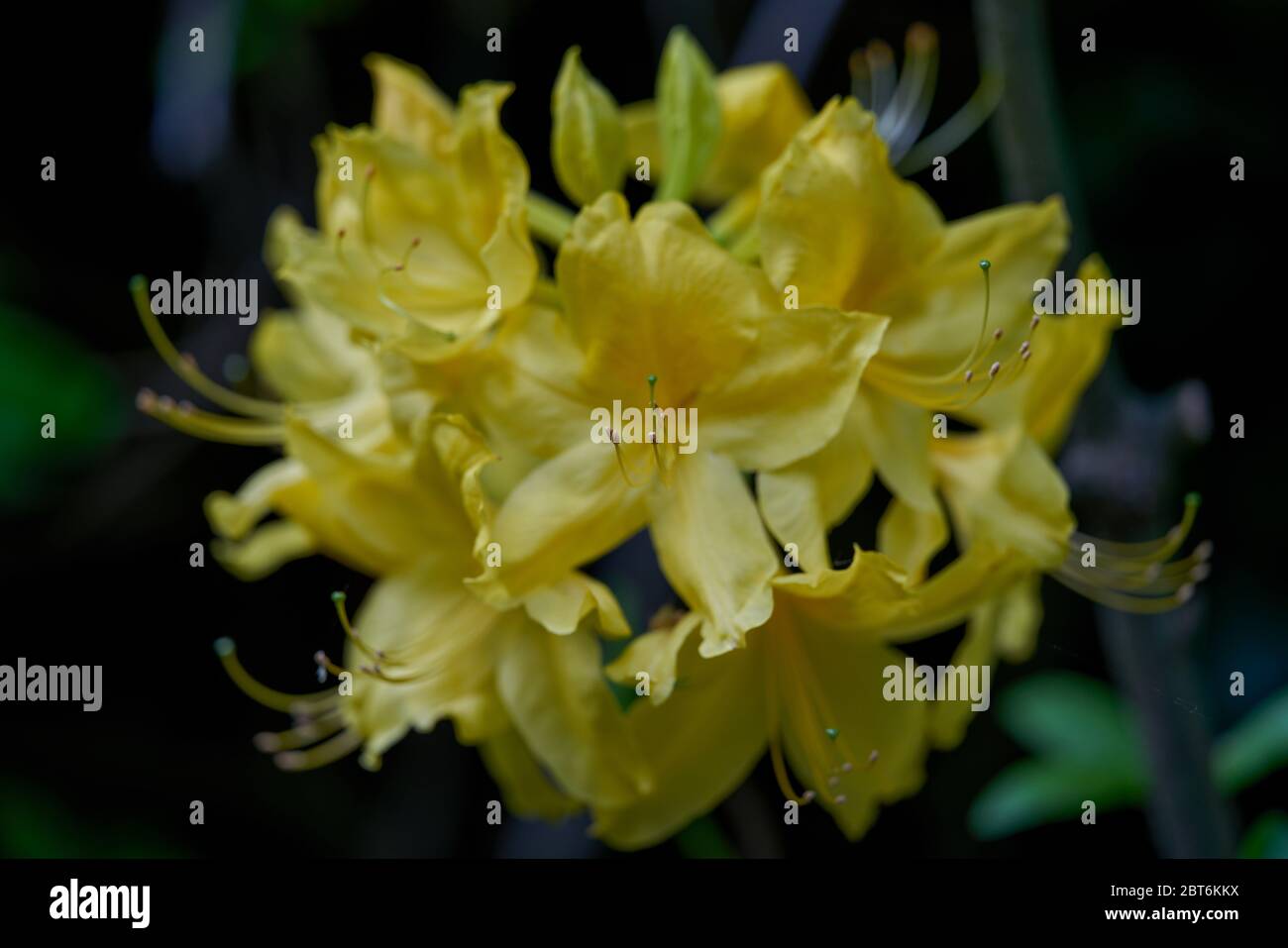 Anneke hi-res stock photography and images - Alamy