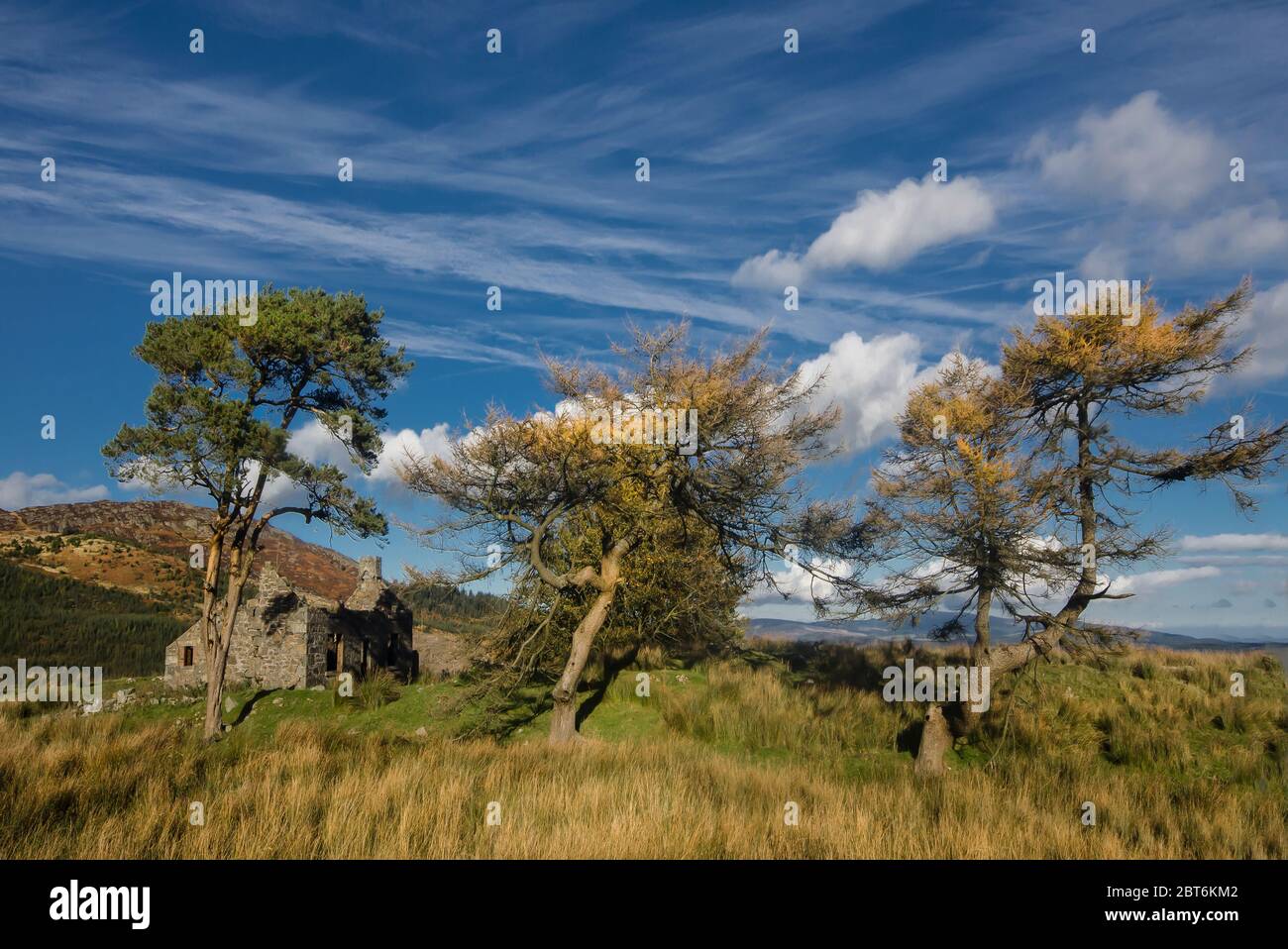Larches and Scots Pine by ruined cottage at foot of Bengairn by Screel ...