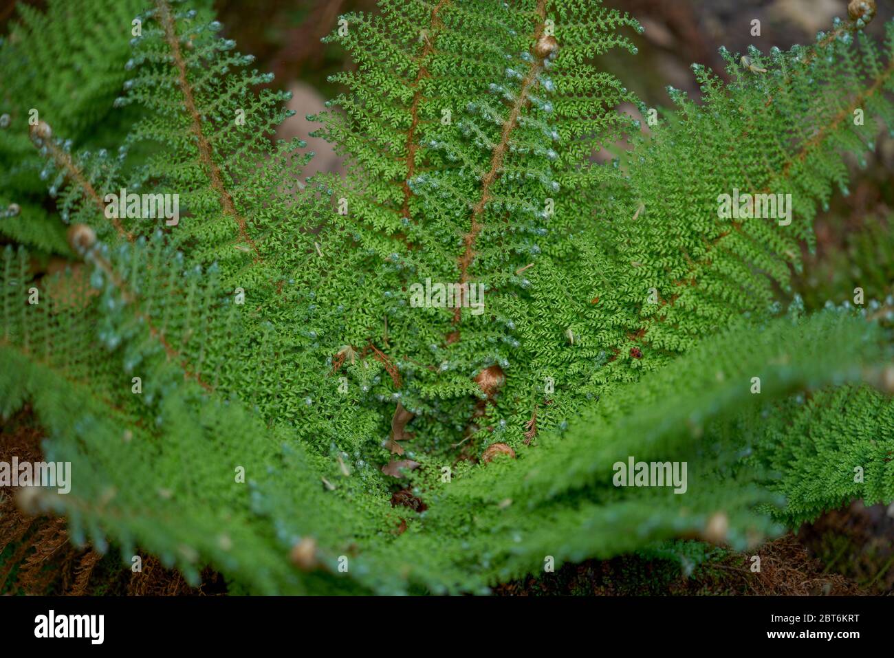 Shield Budding High Resolution Stock Photography and Images - Alamy