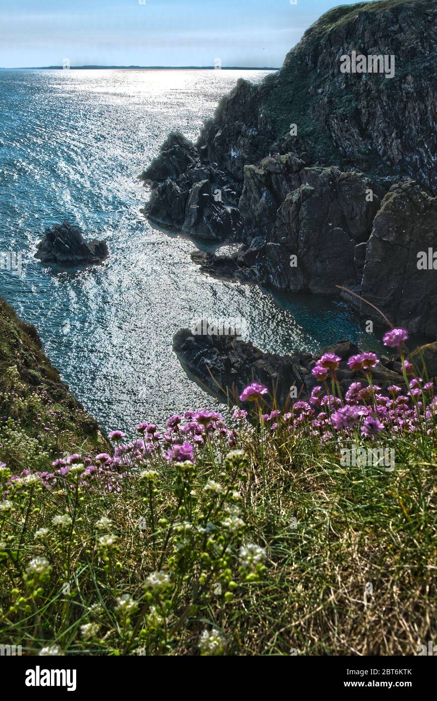Wild flowers on cliffs at Brighouse Bay, Borgue Stock Photo - Alamy