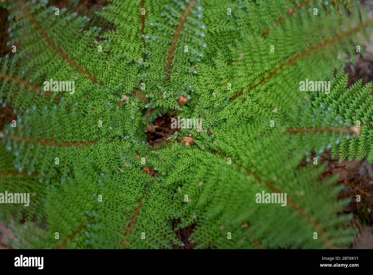 Shield budding hi-res stock photography and images - Alamy