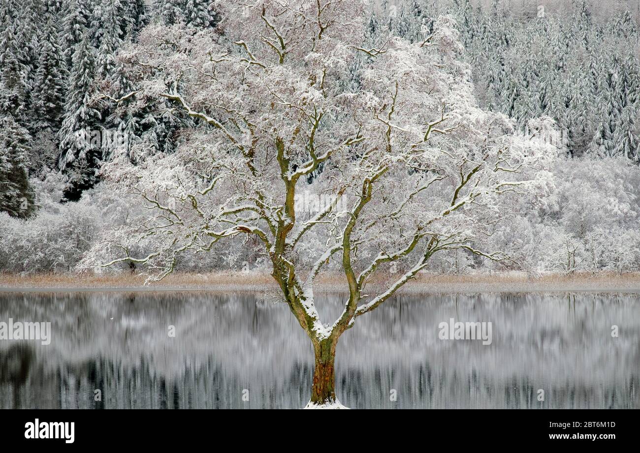 Birch trees in new snow hi-res stock photography and images - Alamy