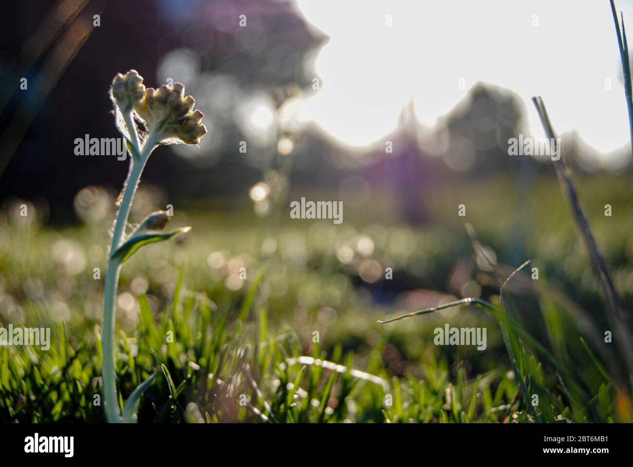 Long and lean hi-res stock photography and images - Alamy