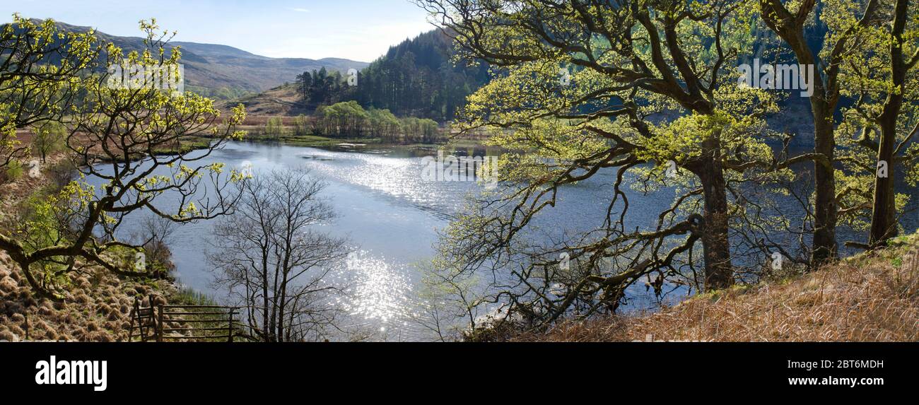 Scottish native forest hi-res stock photography and images - Alamy