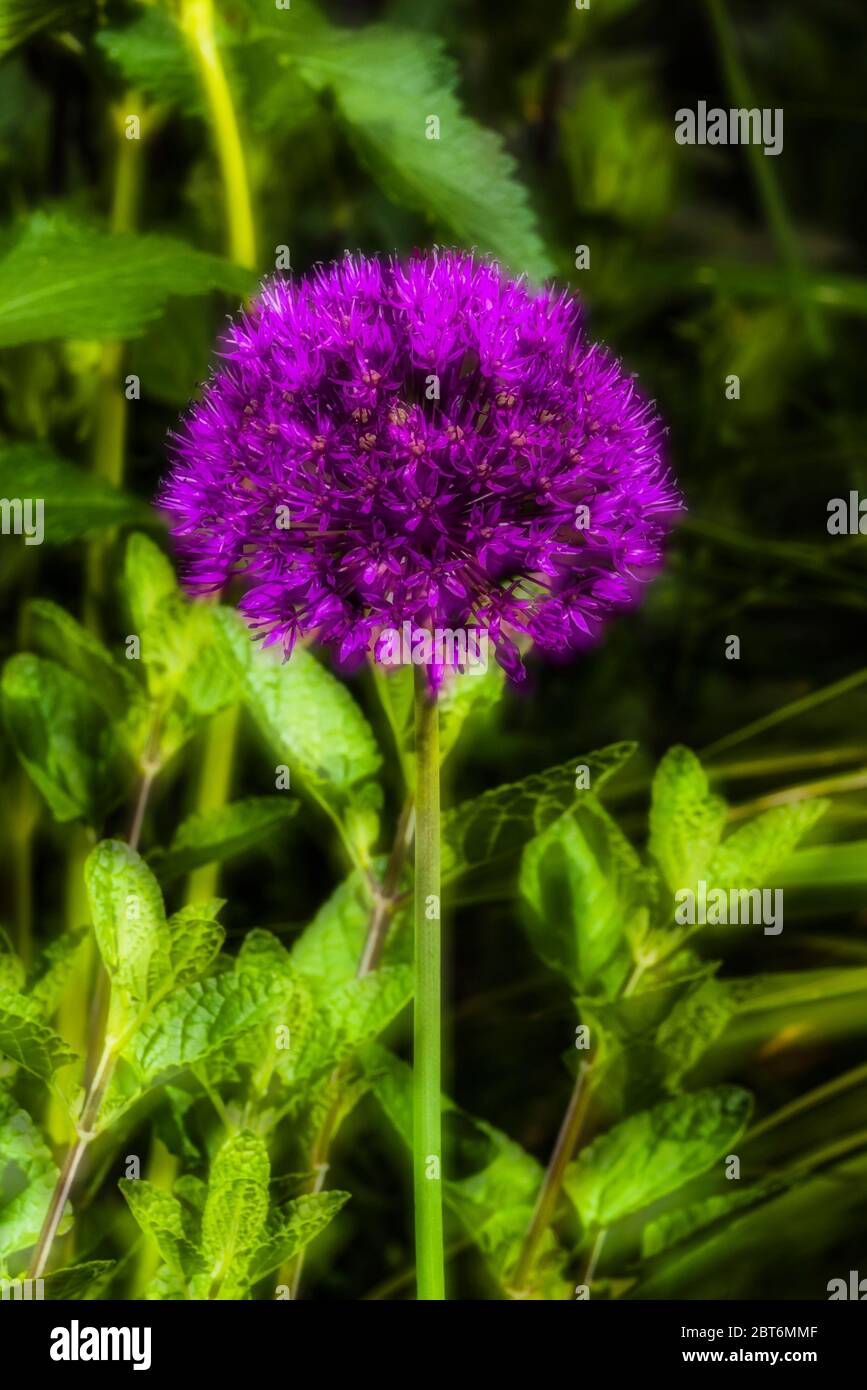 Pollen exposure hi-res stock photography and images - Alamy