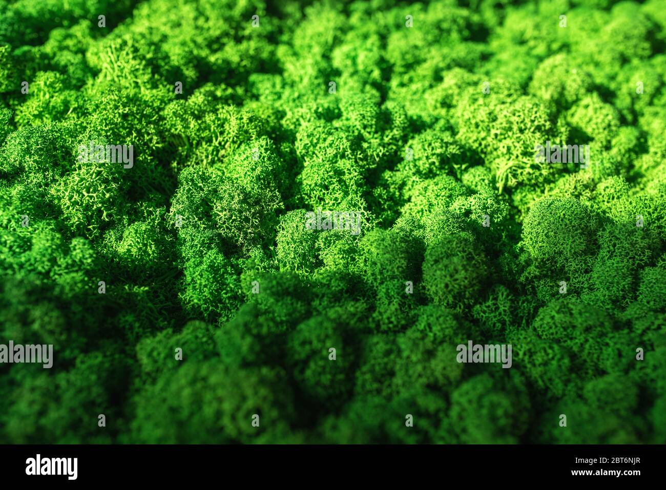 Surface of stabilized moss close-up Stock Photo - Alamy