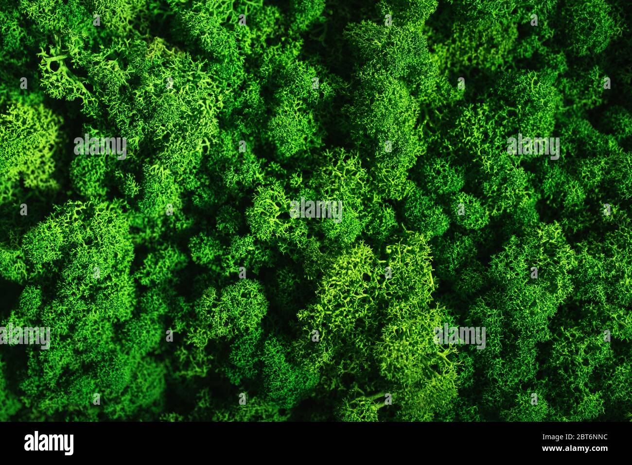 Surface of stabilized moss close-up Stock Photo - Alamy