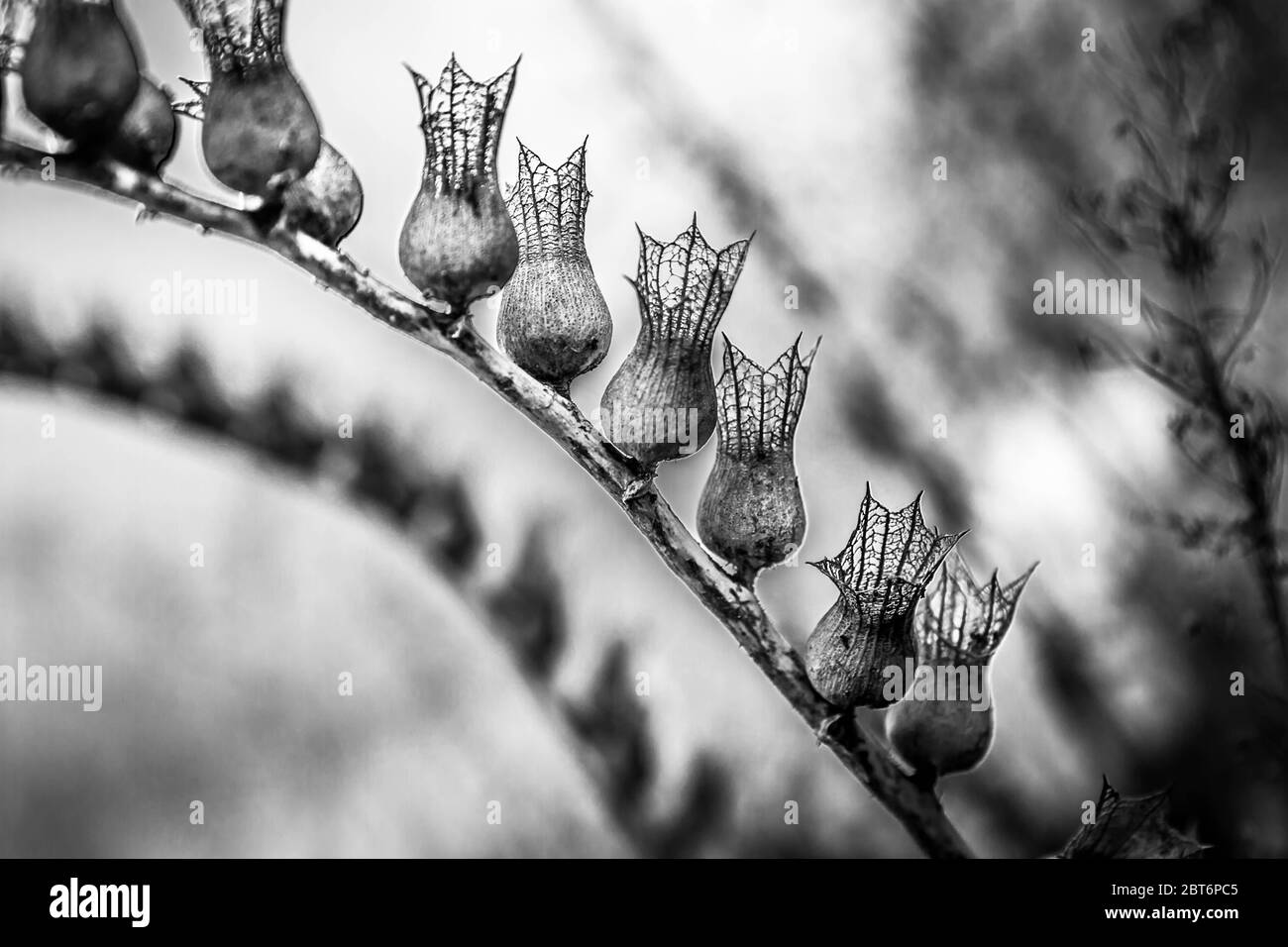 Plant with bell shaped dried flowers Stock Photo - Alamy
