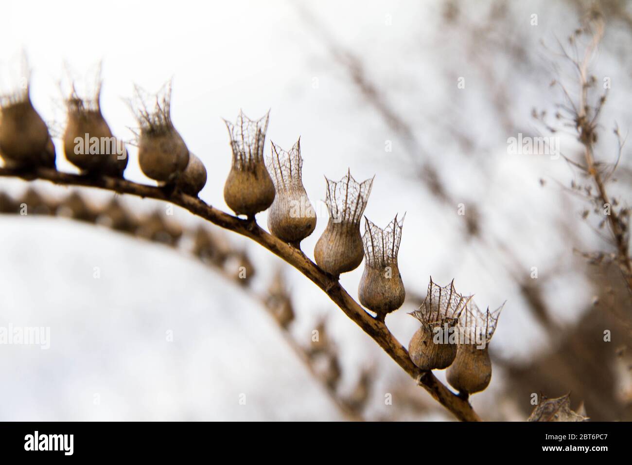 Plant with bell shaped dried flowers Stock Photo - Alamy