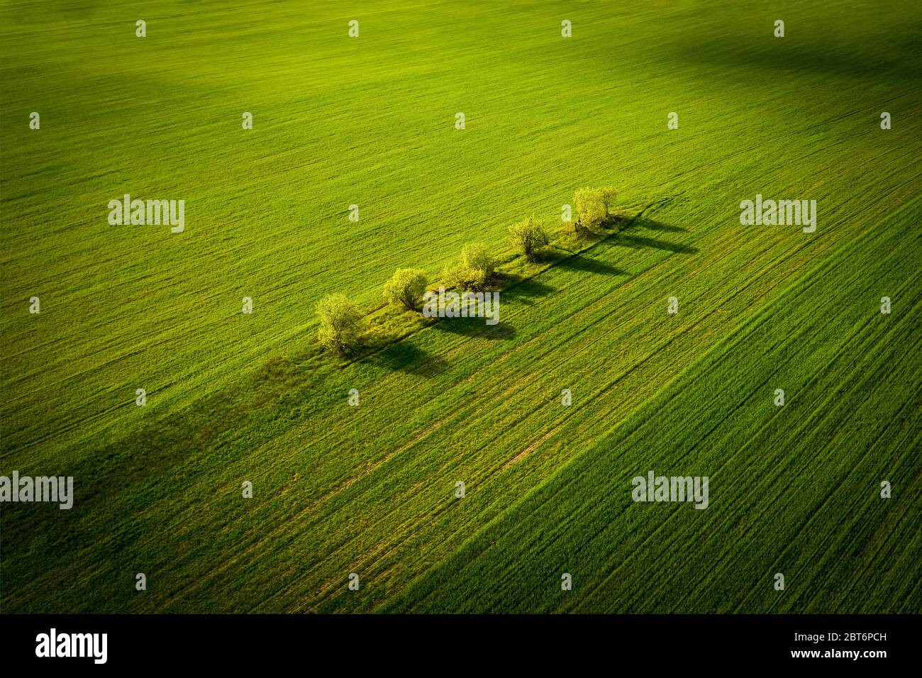 Lonely apple tree trees among a rural green field. The landscape is ...