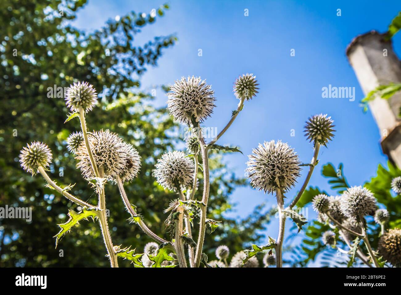 Tall globe thistle hi-res stock photography and images - Alamy