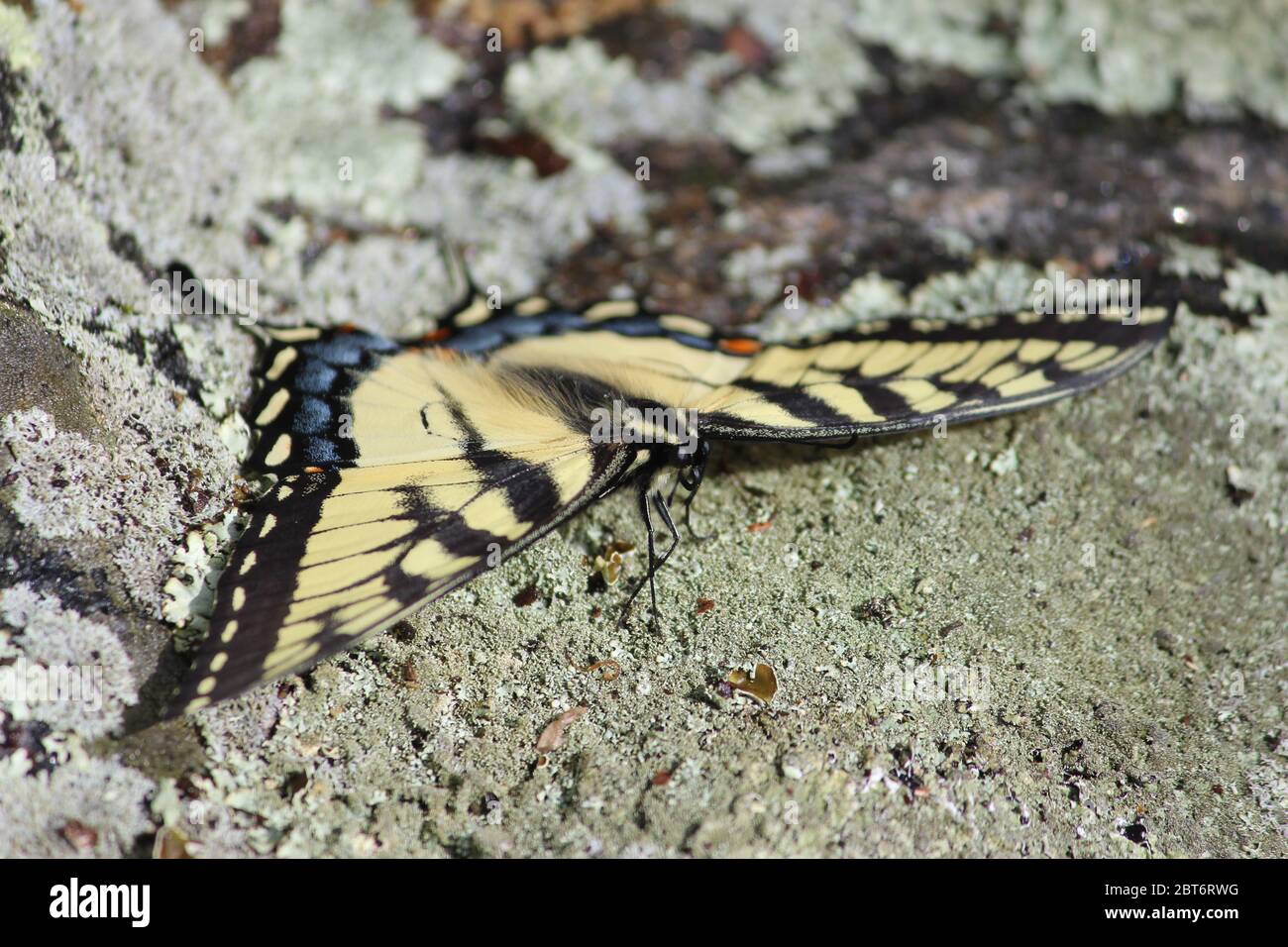 Female eastern tiger swallowtail butterfly hi-res stock photography and ...