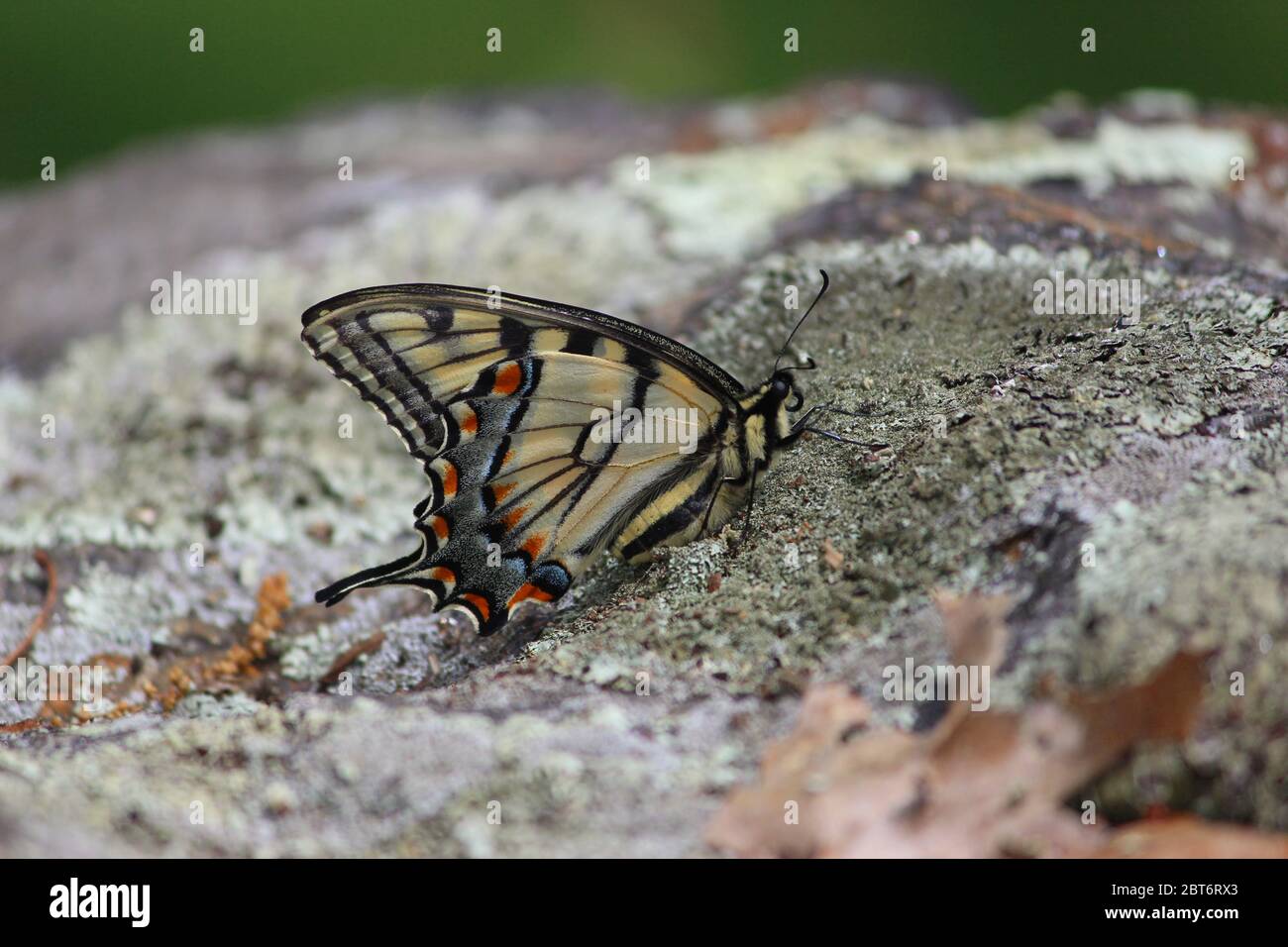 Side view of swallowtail butterfly resting on stones Stock Photo - Alamy