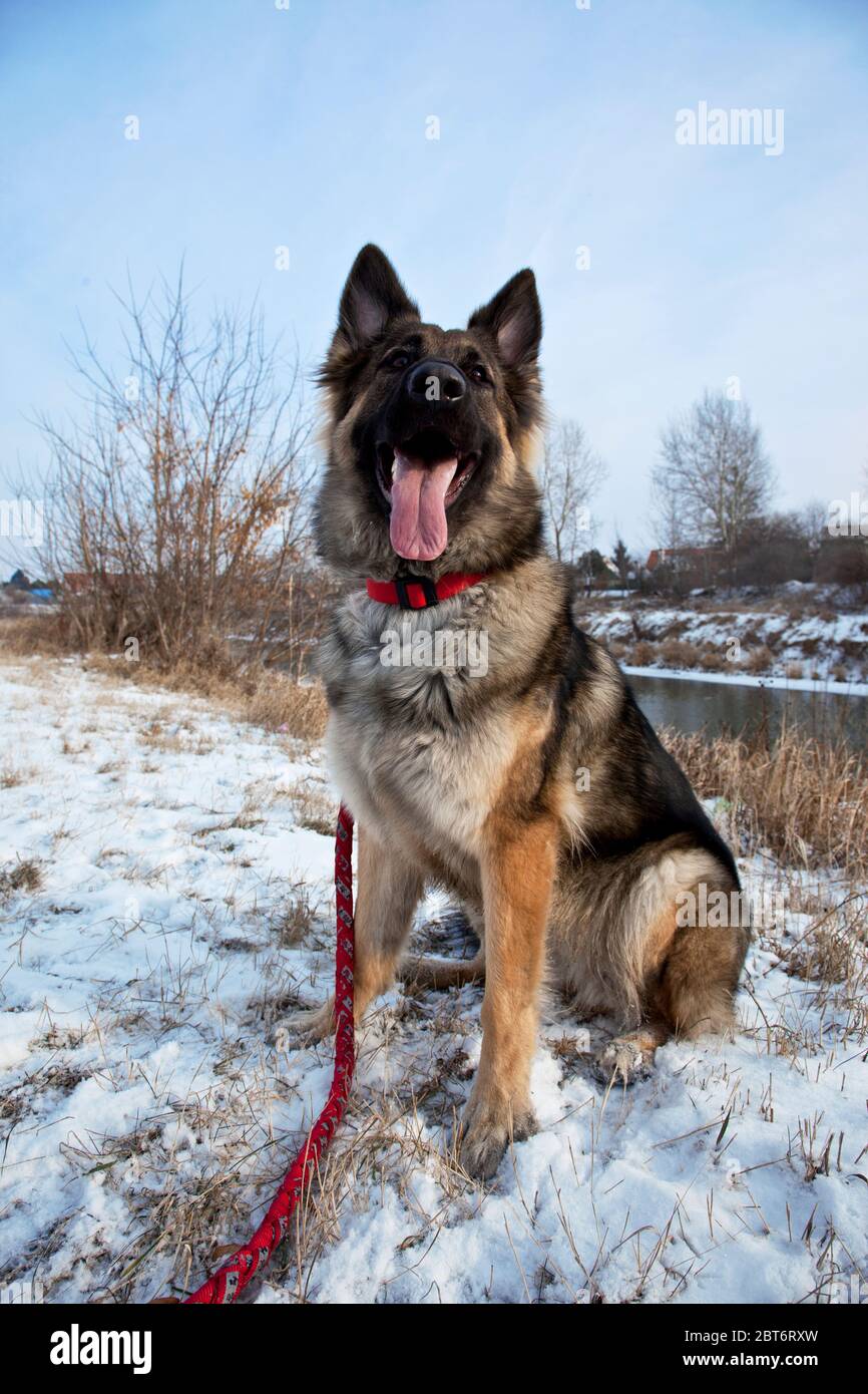German Shepherd in the Outdoor, Winter Time The Portrait of the German ...