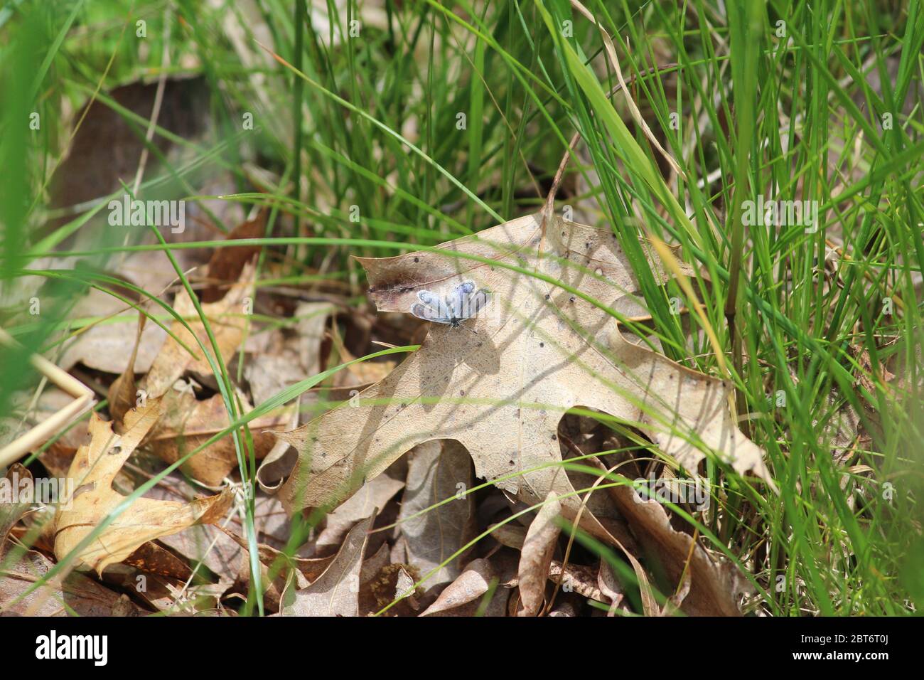 Small moth casting a big butterfly shadow Stock Photo - Alamy