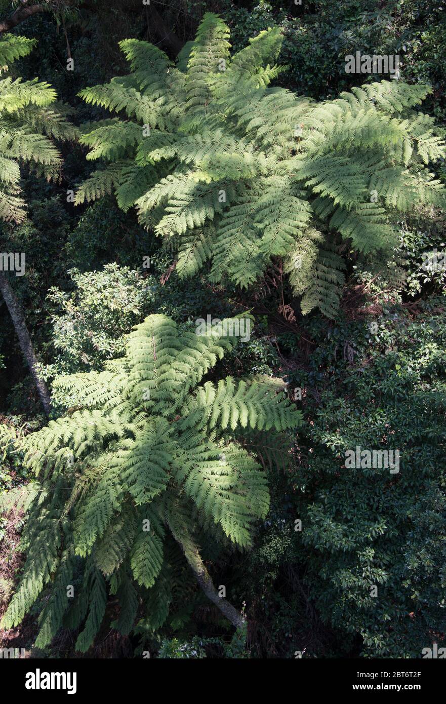 Giant ferns Minnamurra rainforest Illawarra disrict NSW Australia Stock ...