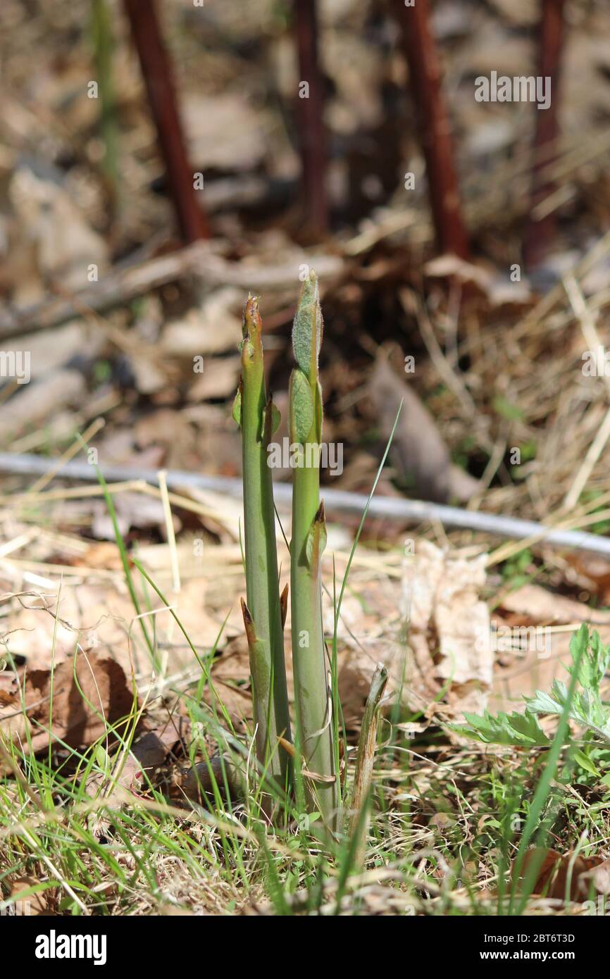 Growing asparagus wild hi-res stock photography and images - Alamy