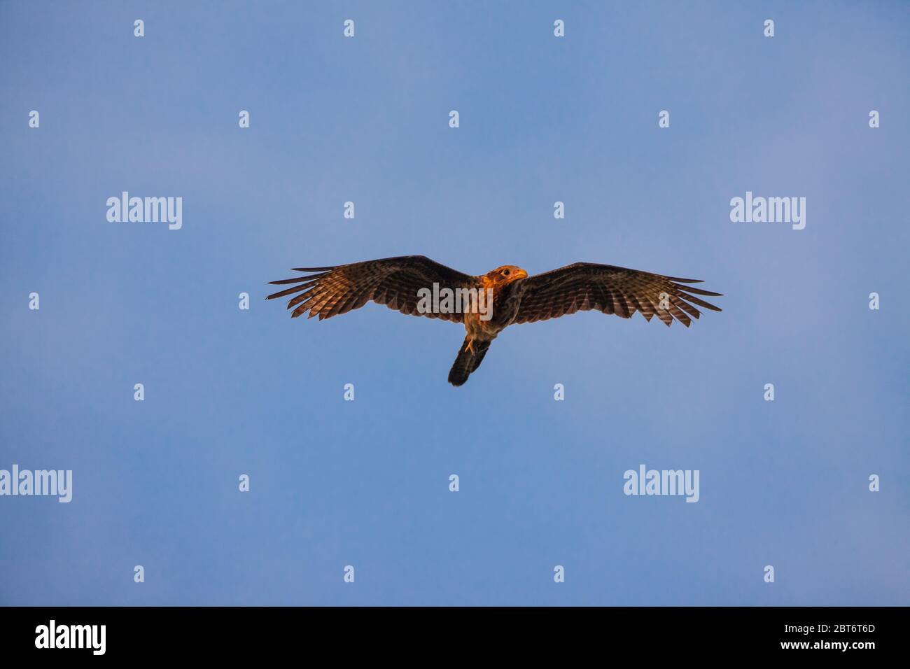 Raptor in flight near Mariato in the Veraguas province, Republic of ...