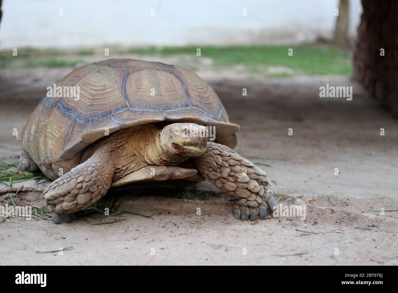 A large land turtle walking on the ground Stock Photo - Alamy