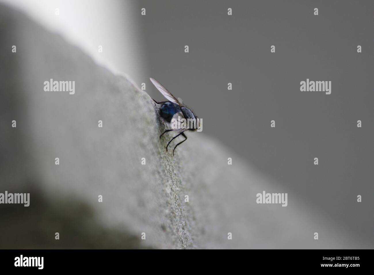 Closeup of black fly from behind Stock Photo - Alamy
