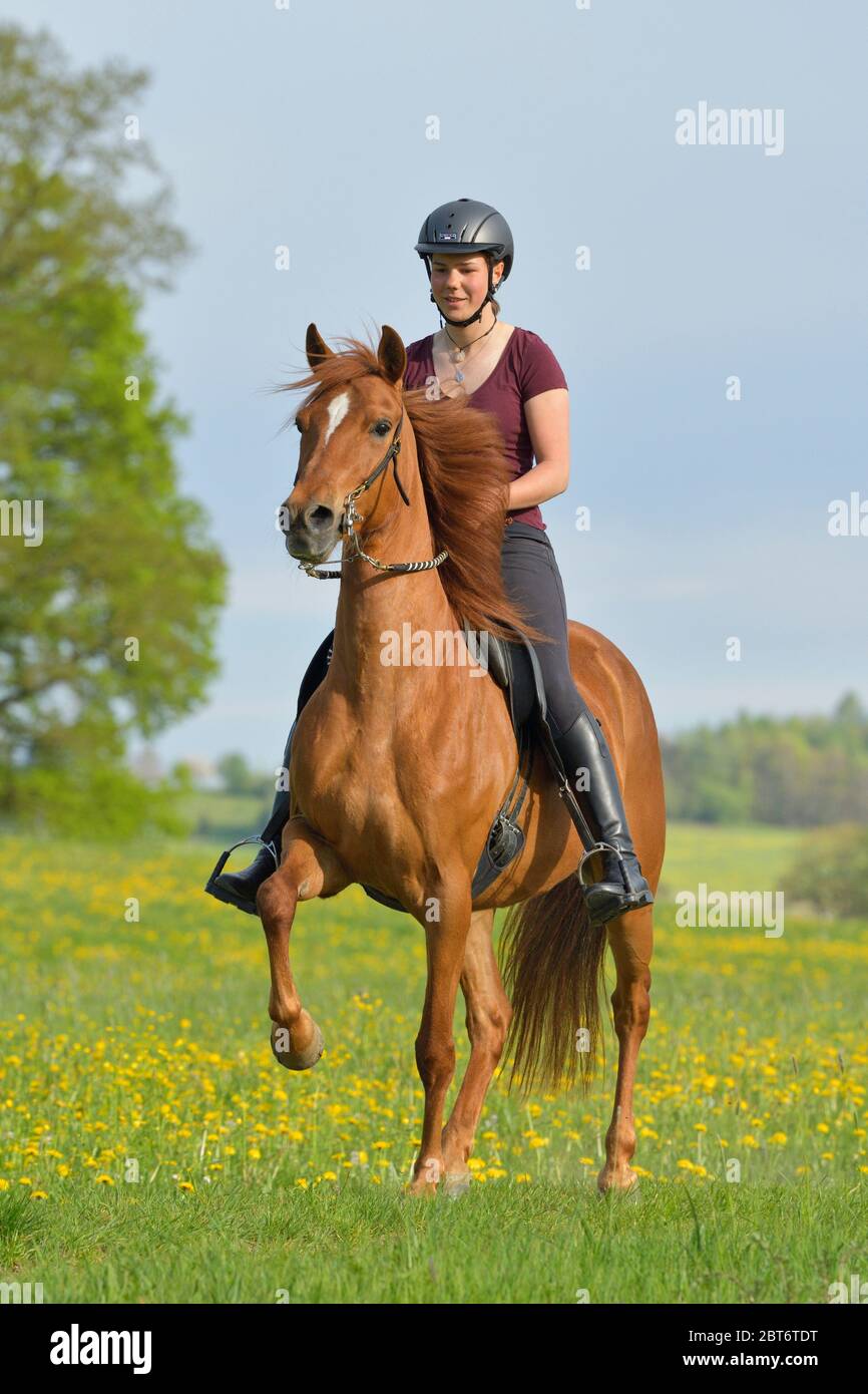 Hacking horse hi-res stock photography and images - Alamy