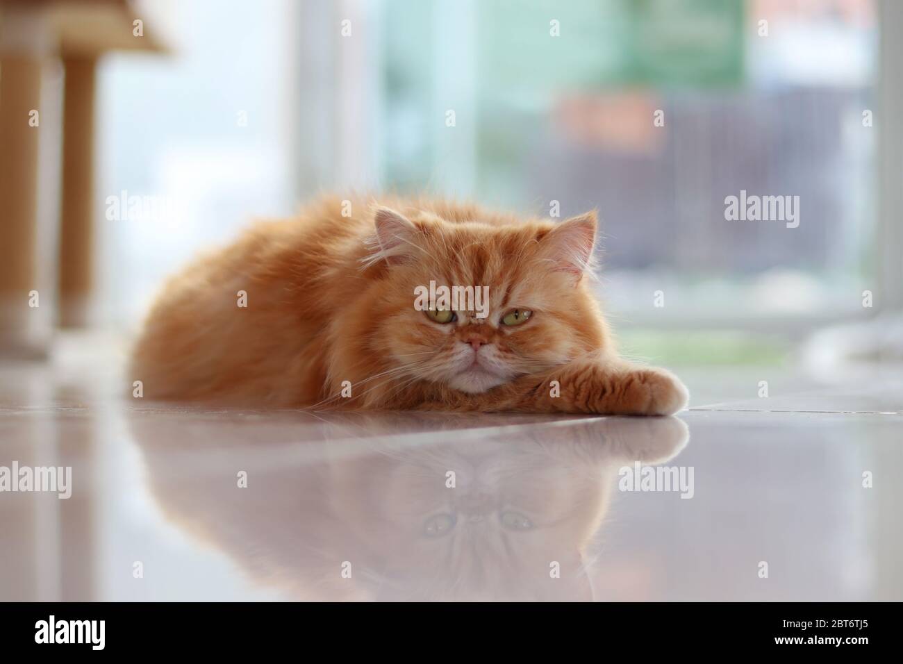 The brown persian cat crouched on the floor with its face resting on ...