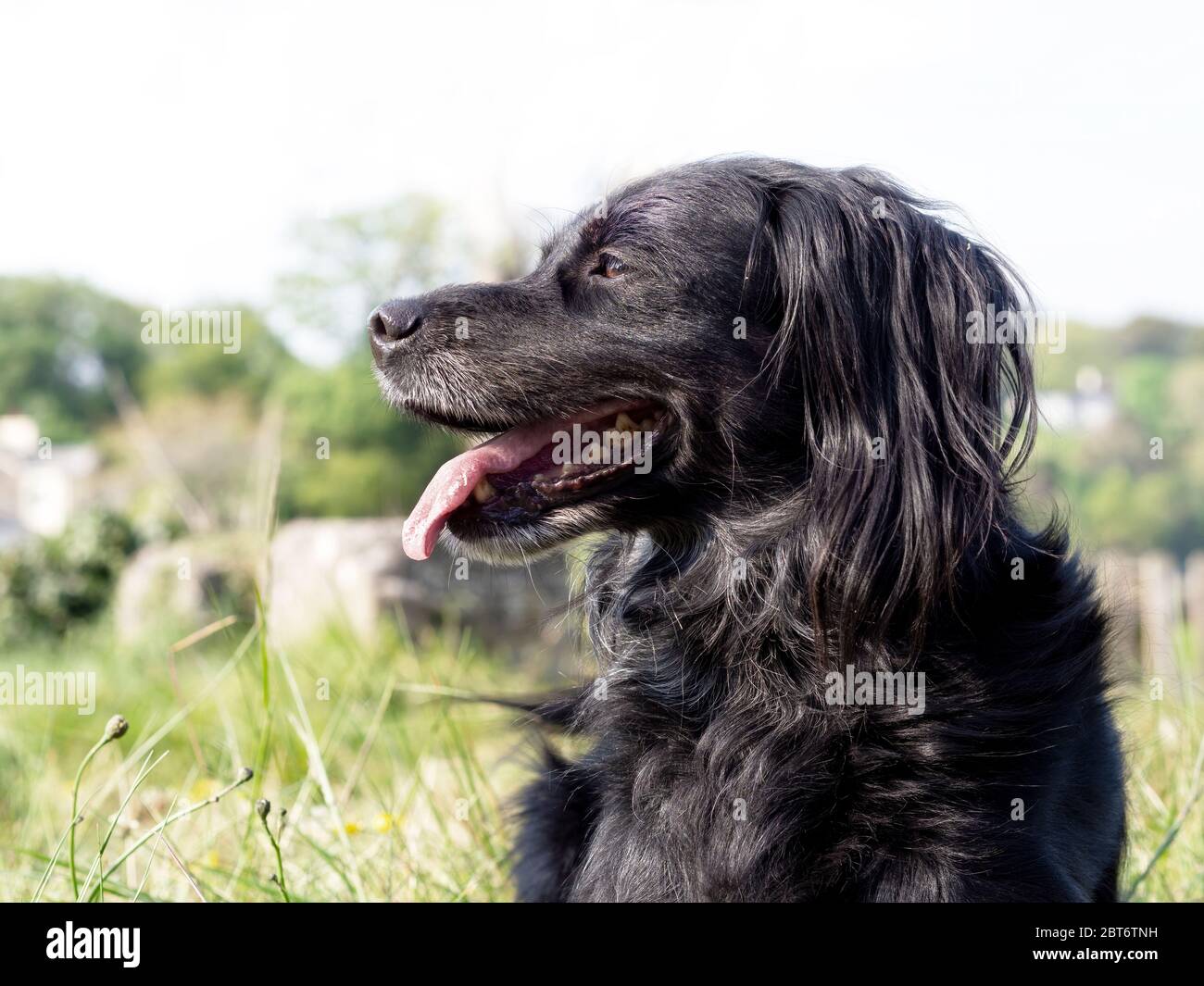 Black Setter High Resolution Stock Photography and Images - Alamy