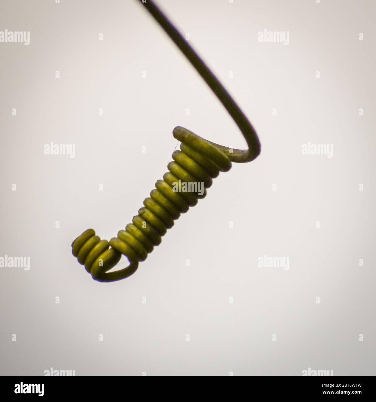 Passionflower climbing hi-res stock photography and images - Alamy