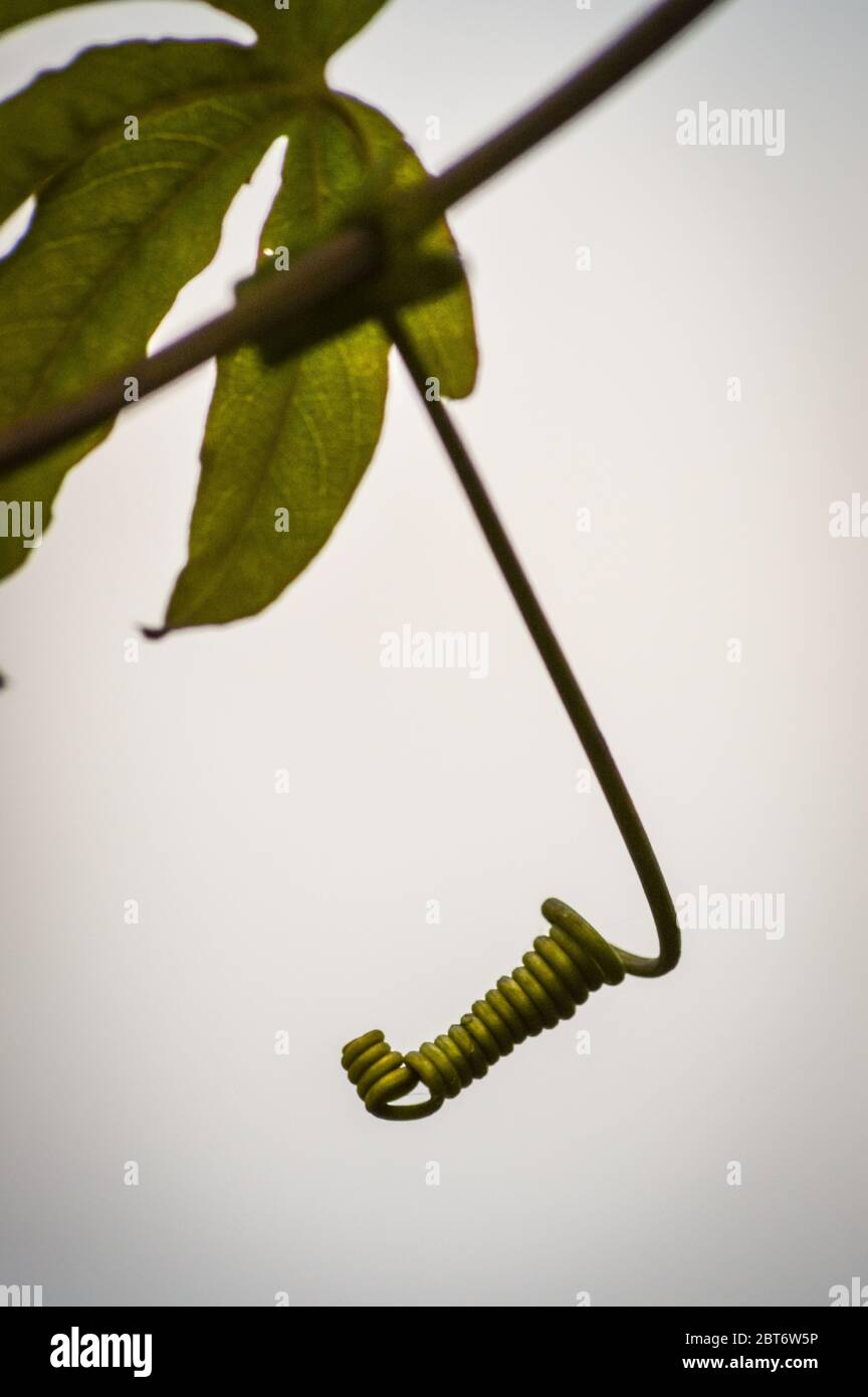 Passionflower climbing hi-res stock photography and images - Alamy