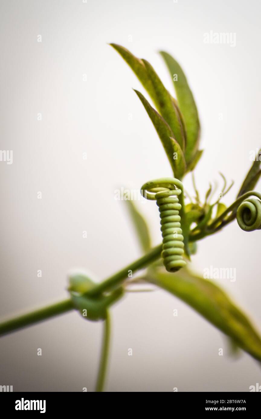 Passionflower swirl, climbing plant very close up on light background ...