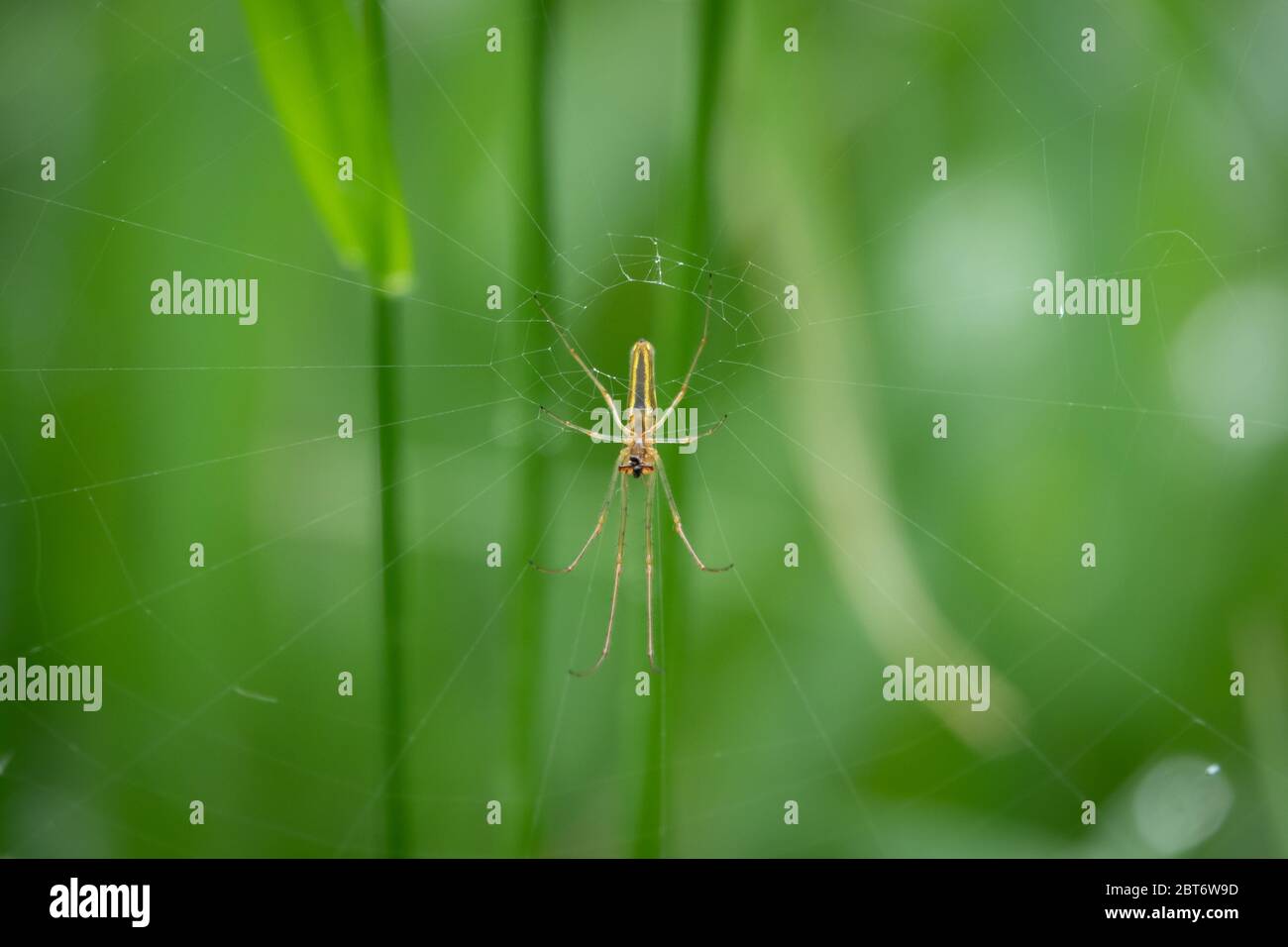 Extensor spider hi-res stock photography and images - Alamy