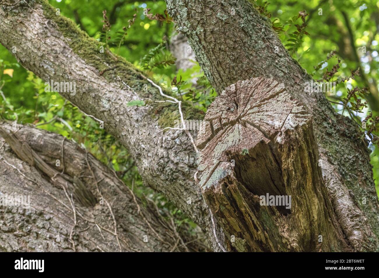 Cracked and split tree cross section of a lopped tree branch stump as ...
