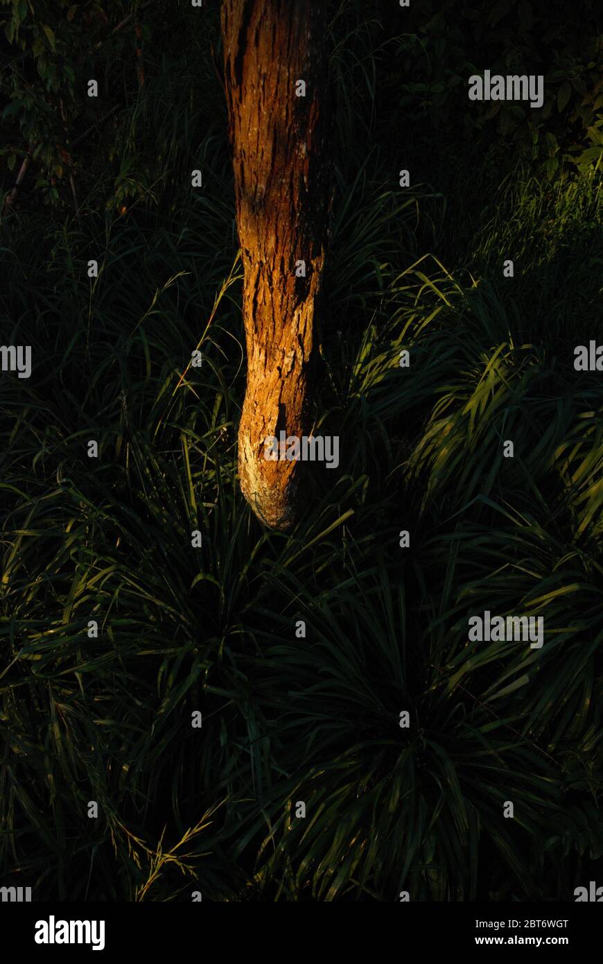 Tree trunk base hi-res stock photography and images - Alamy