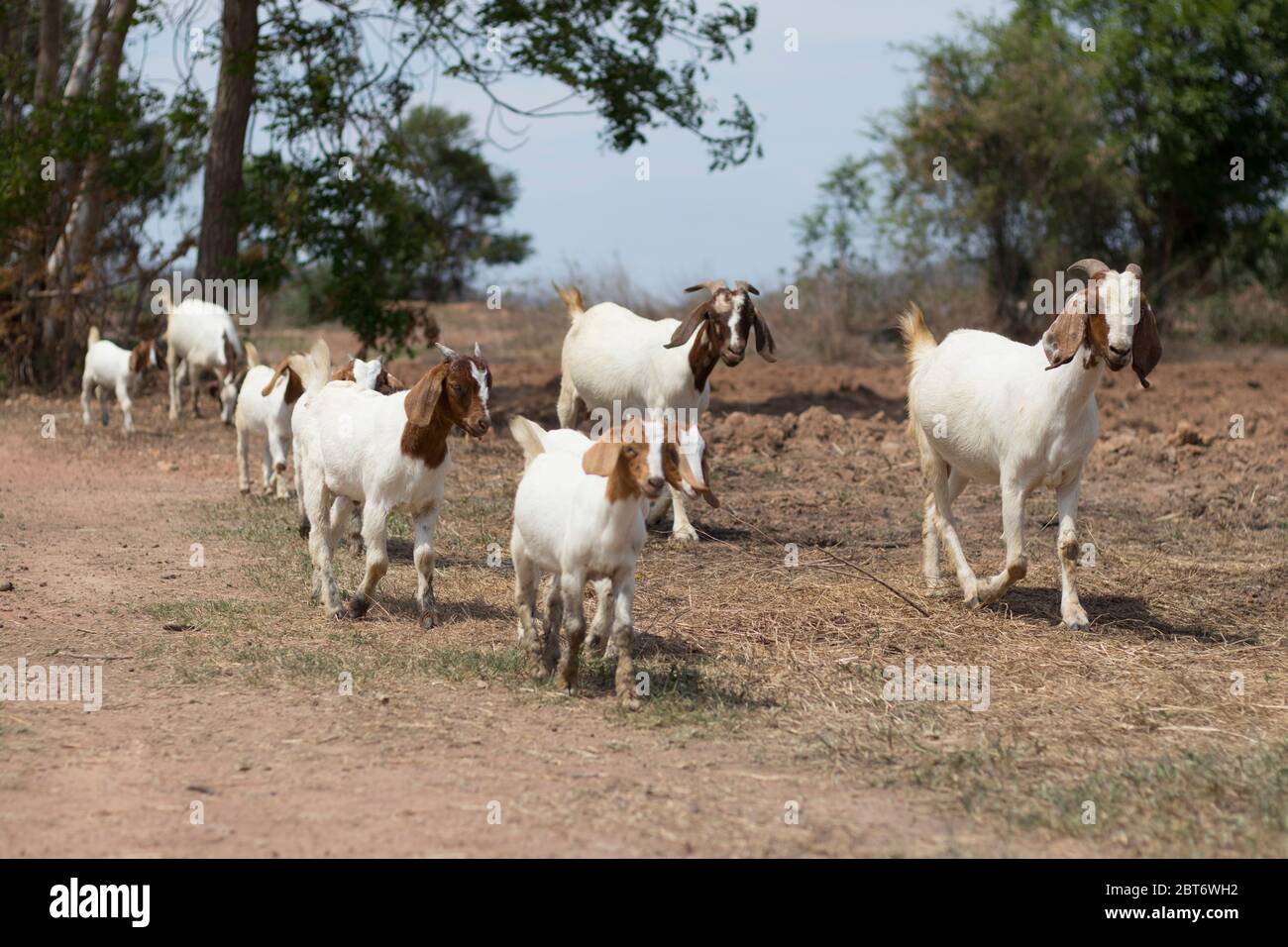 Group Of Goats High Resolution Stock Photography and Images - Alamy