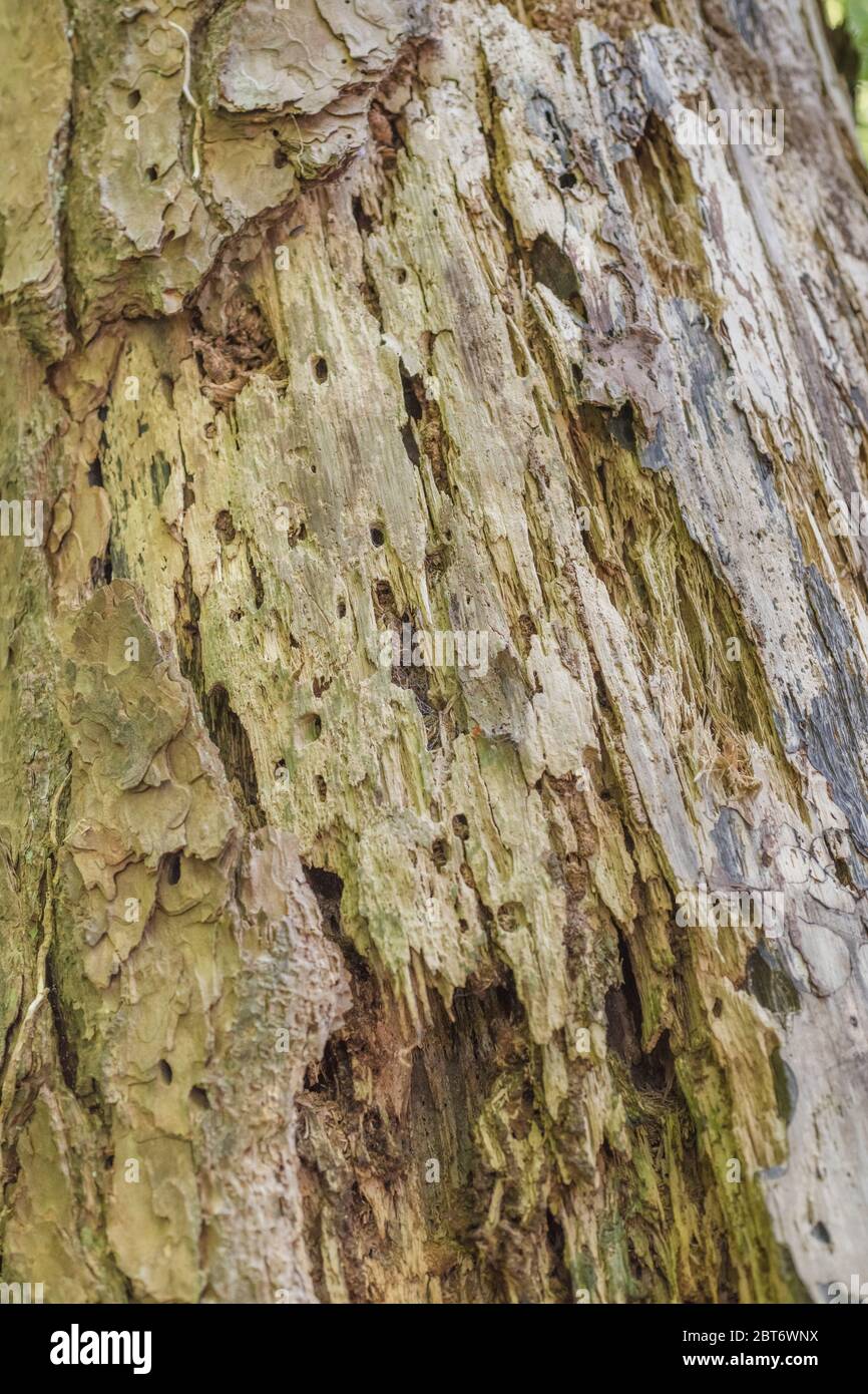 Natural decay hi-res stock photography and images - Alamy