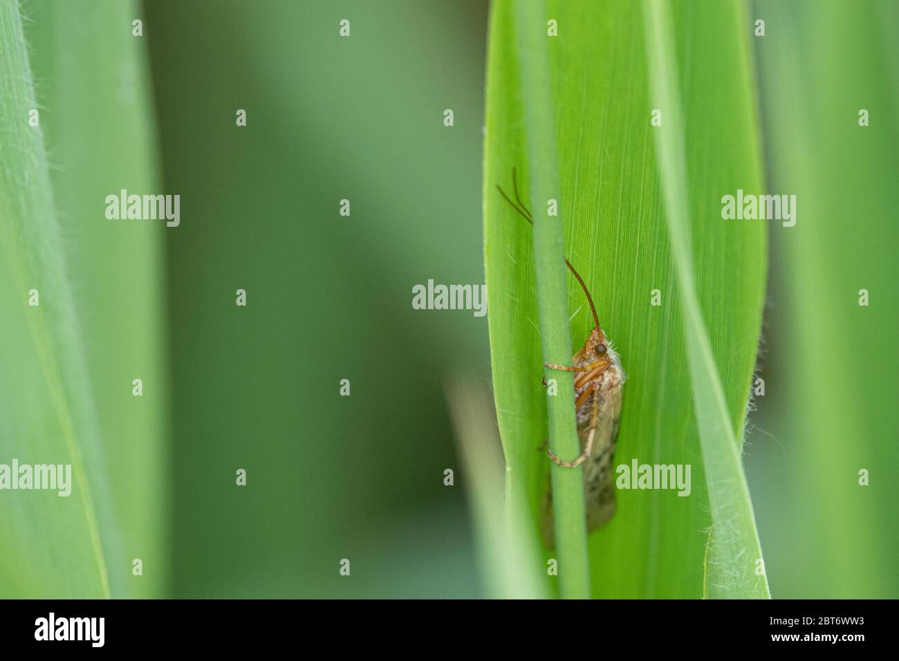 Curled leaf moth hi-res stock photography and images - Alamy