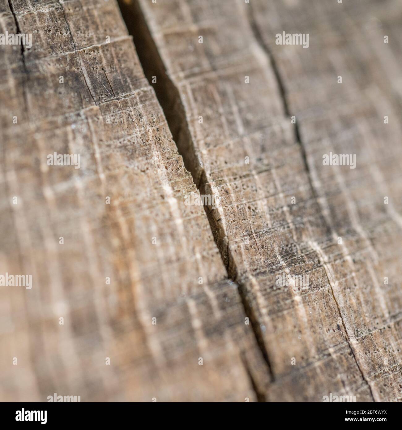 Cracked and split tree trunk cross section as exposed timber shrinks ...