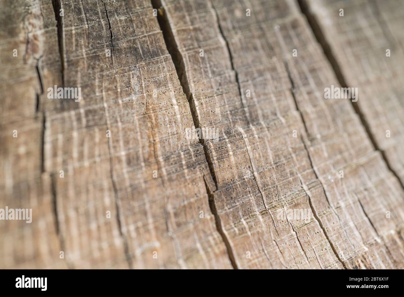 Cracked and split tree trunk cross section as exposed timber shrinks ...