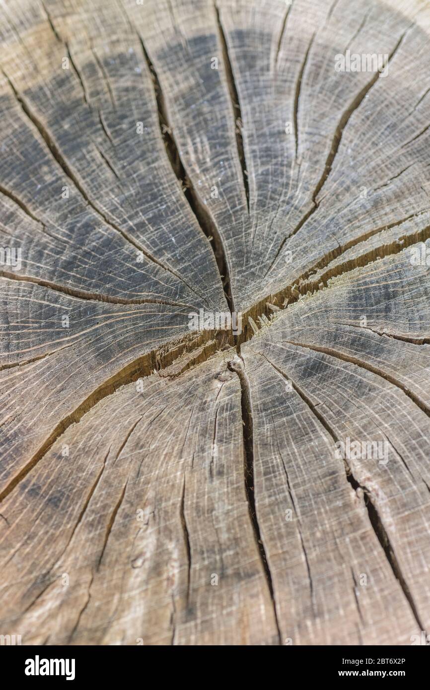 Cracked and split tree trunk cross section as exposed timber shrinks ...