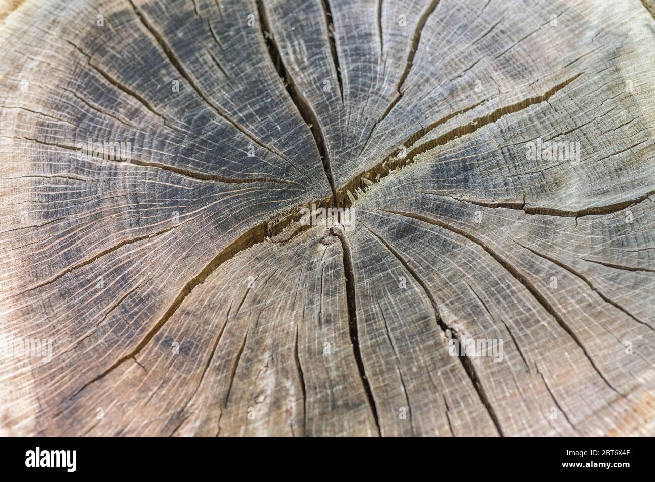 Split Tree Trunk High Resolution Stock Photography and Images - Alamy
