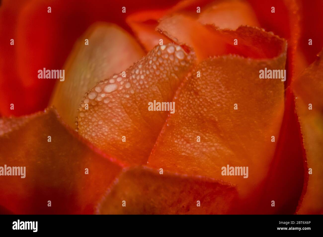 Amazing red rose in winter covered by humidity little drops on a dark ...