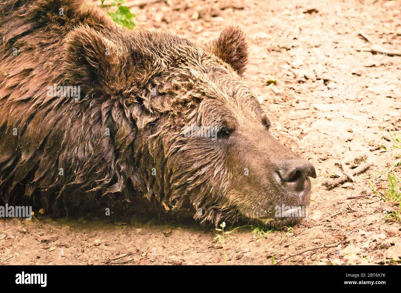 A strong, wet brown bear laying down and relax on the ground, looking ...