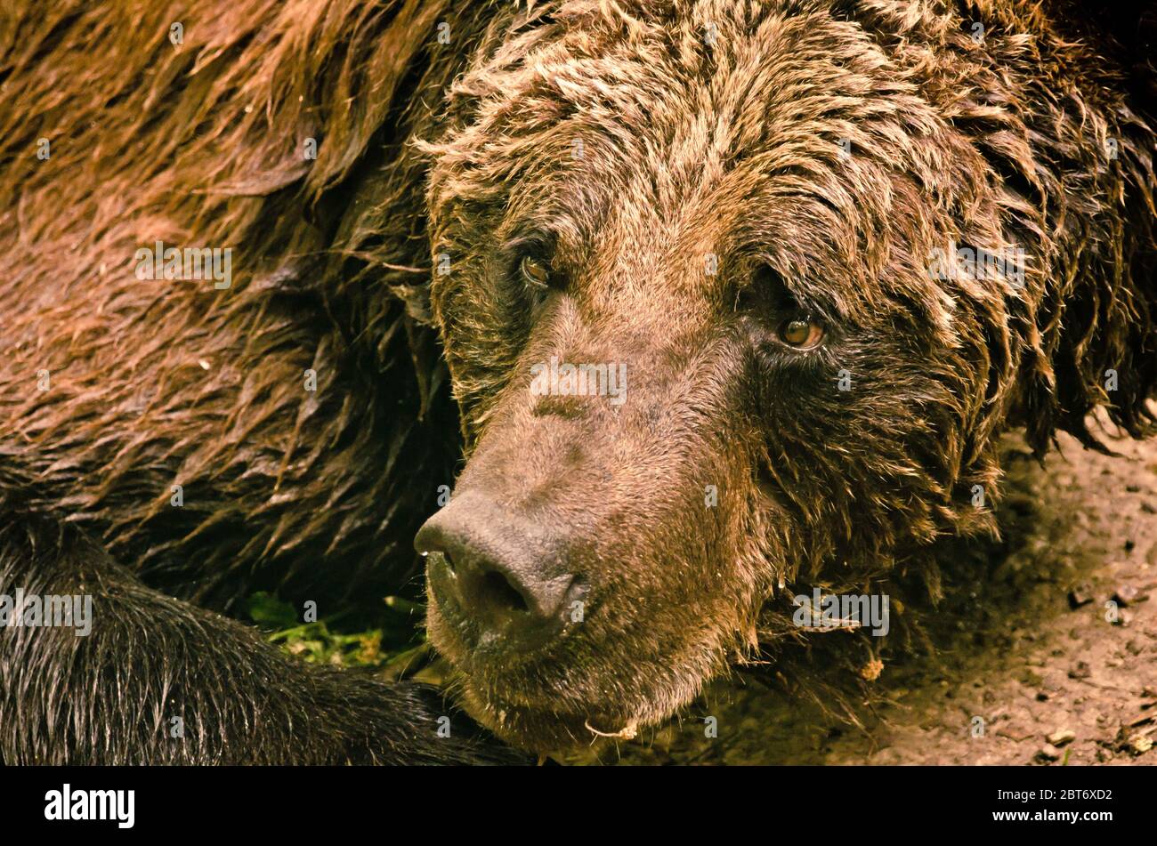 A strong, wet brown bear laying down and relax on the ground, looking ...